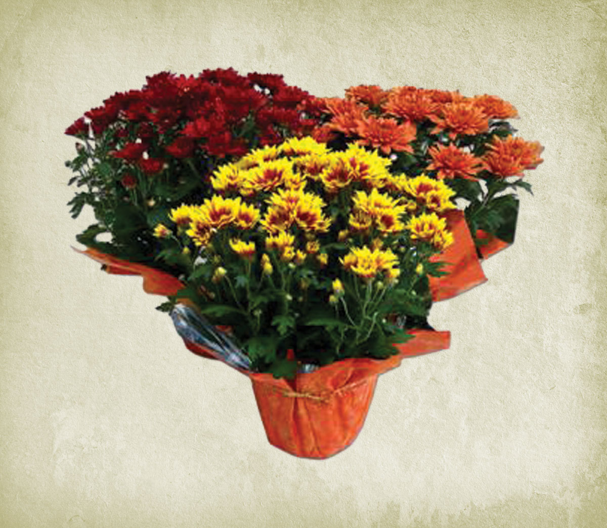 Fall_Mum | Masson Farms Of New Mexico