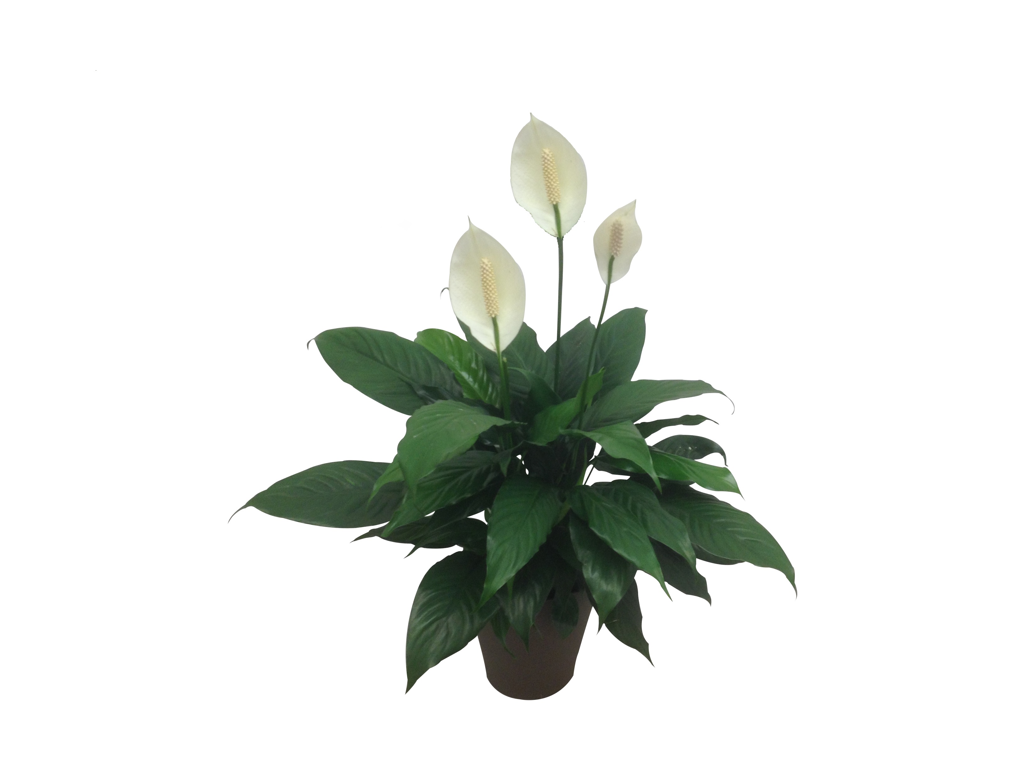 6in Spath in Overpot | Masson Farms Of New Mexico