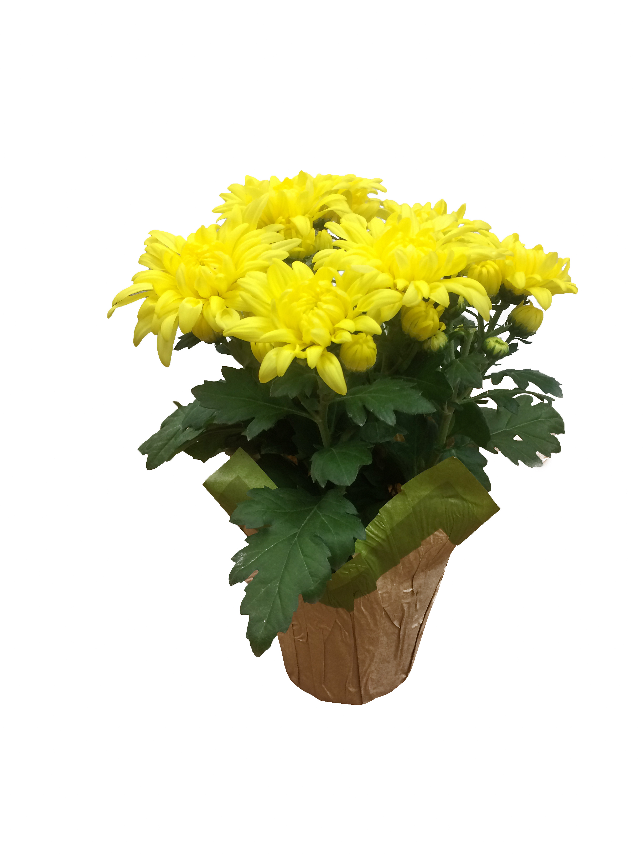 4.5 in yellow mum | Masson Farms Of New Mexico