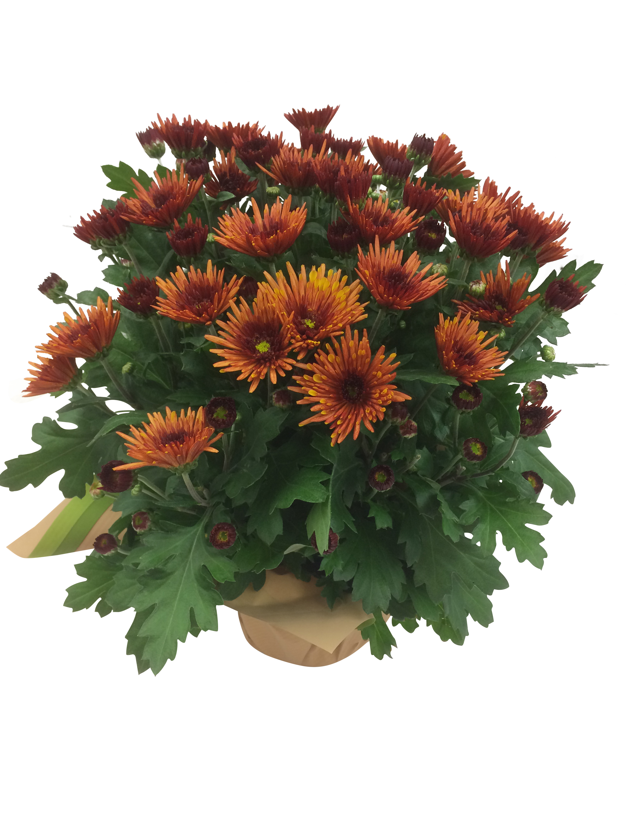 6.5 in_Fall_Mum_1 | Masson Farms Of New Mexico