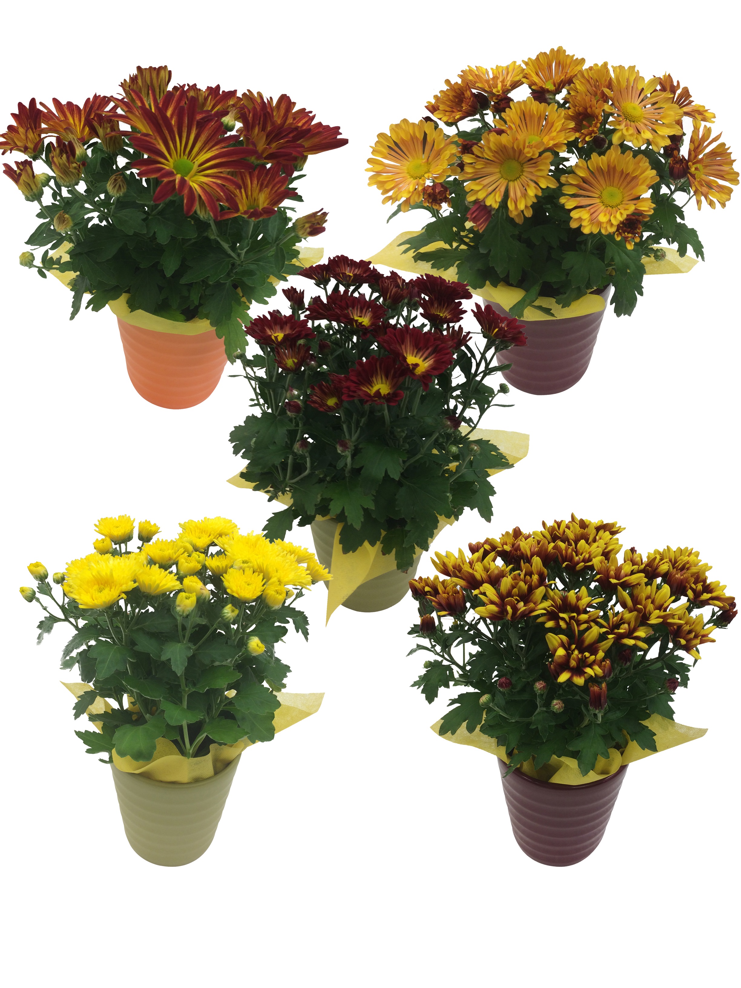 4.5in Assorted Fall Mums in Ceramic Masson Farms of New Mexico | Masson ...