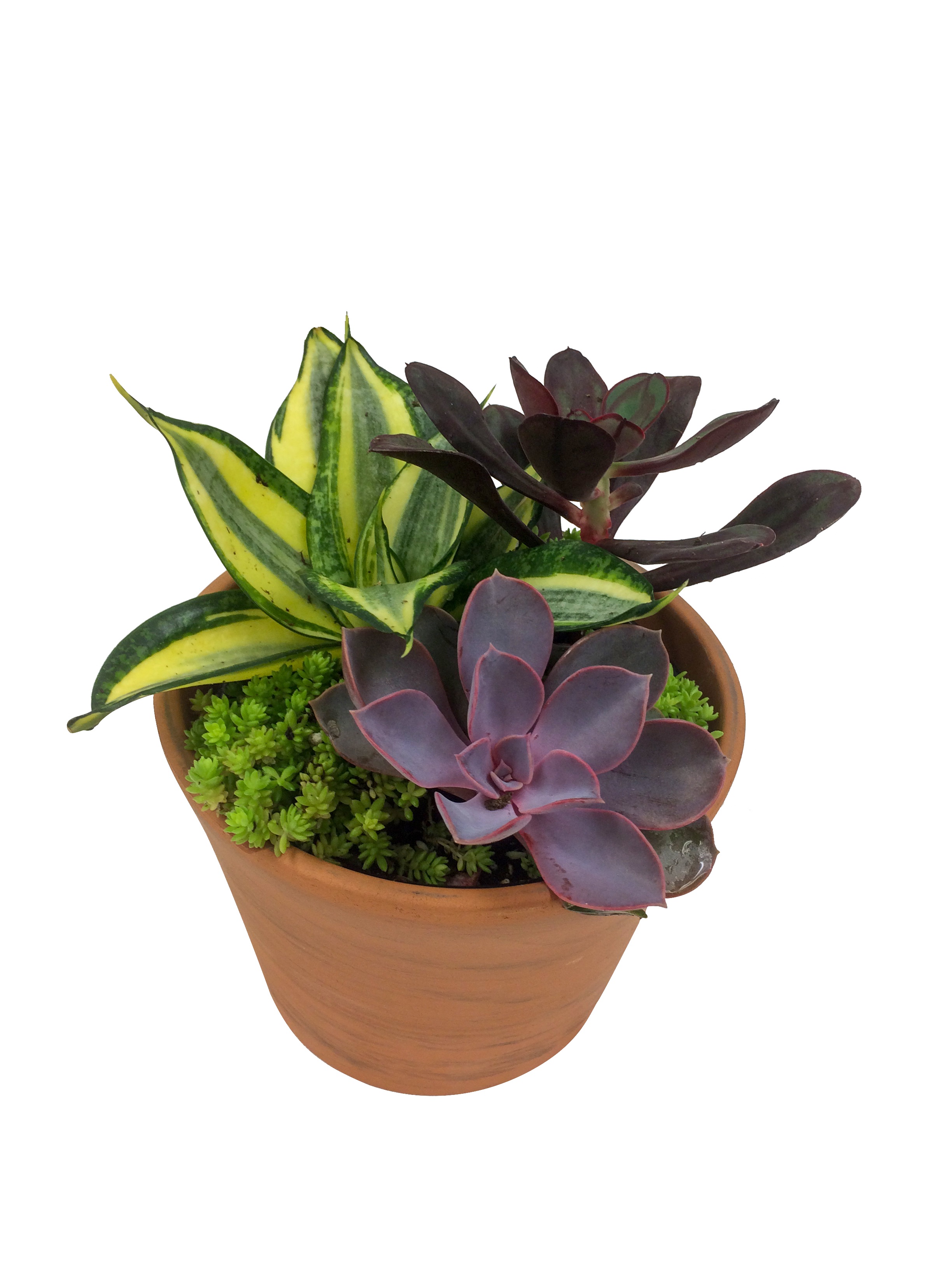 5in Succulent Garden Masson Farms of New Mexico | Masson Farms Of New ...