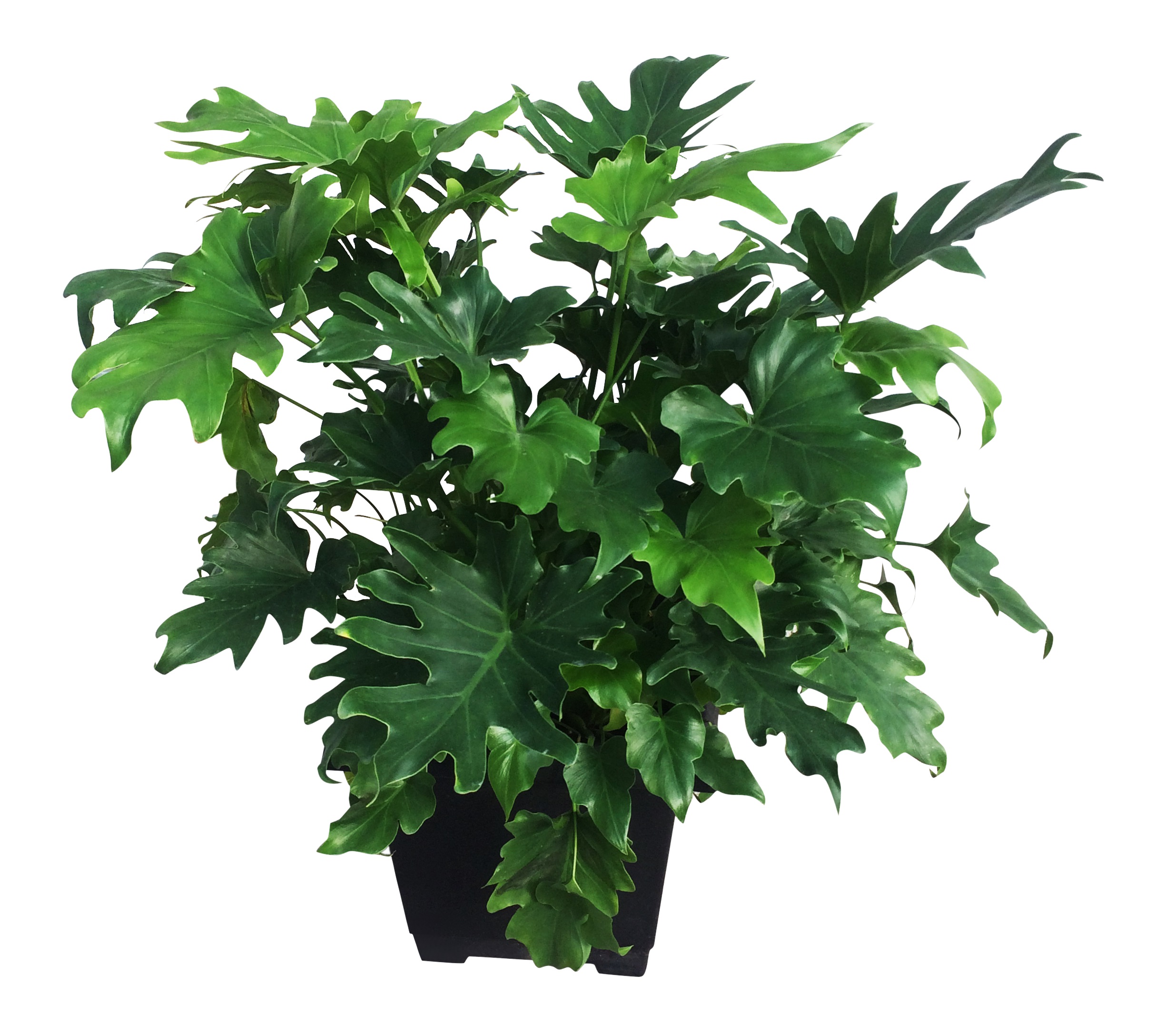 10 in Philo Hope | Masson Farms Of New Mexico