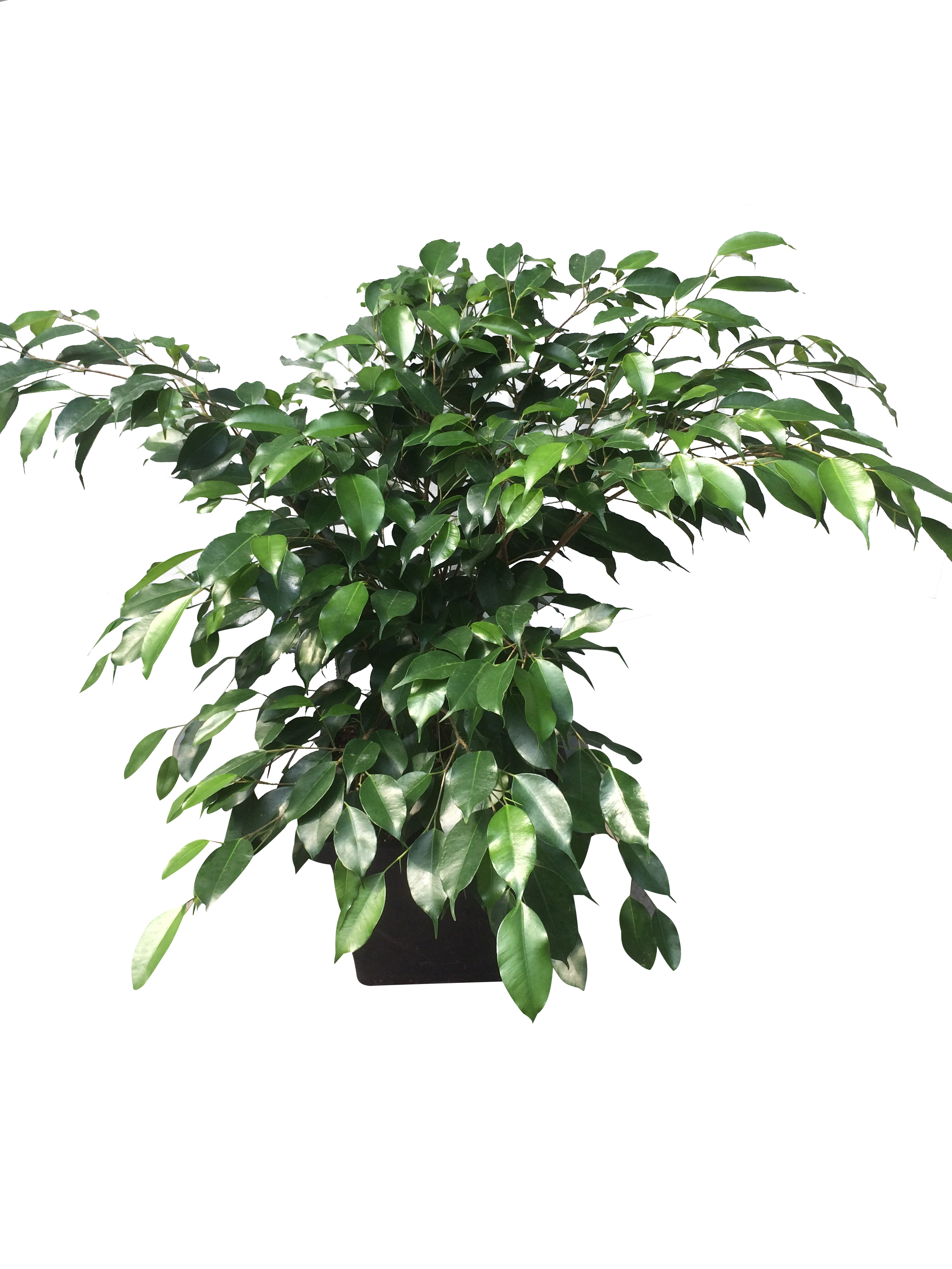 10_in_Ficus_Benji green | Masson Farms Of New Mexico