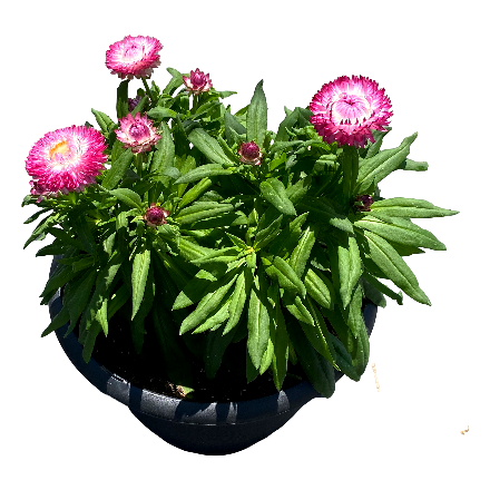 Masson Farms Of New Mexico - Strawflower