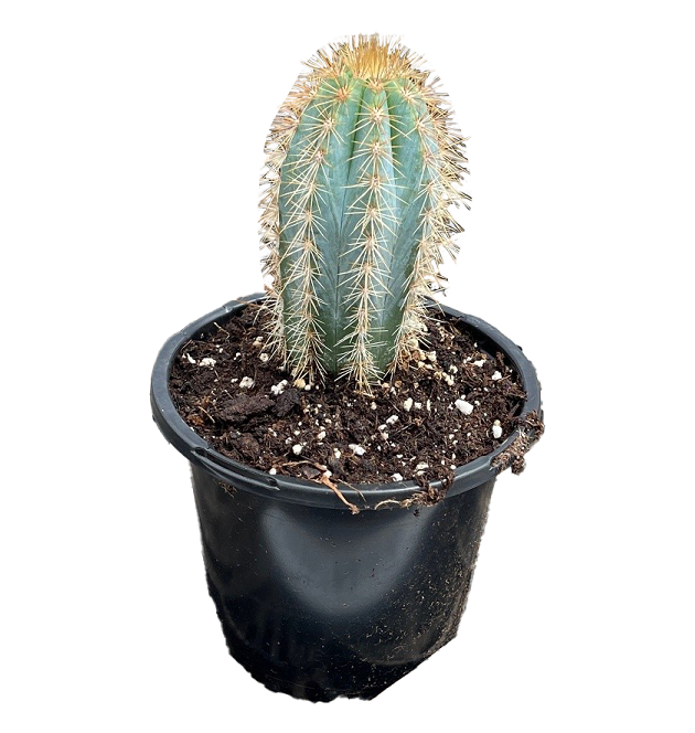 Masson Farms Of New Mexico - Cactus