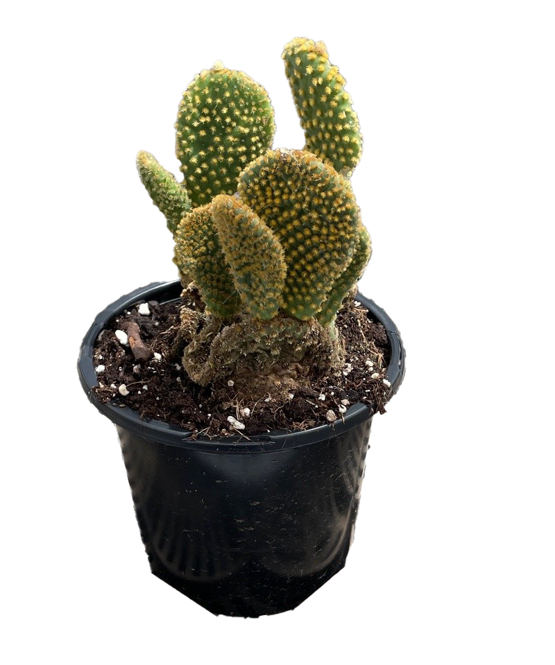 Masson Farms Of New Mexico - Cactus