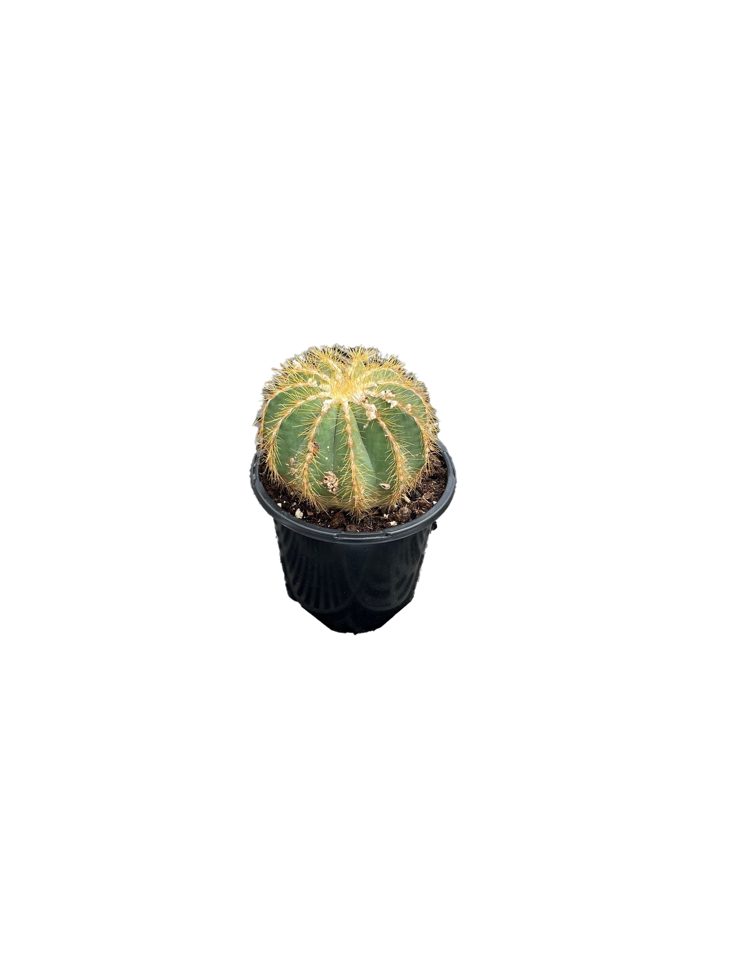 Masson Farms Of New Mexico - Cactus