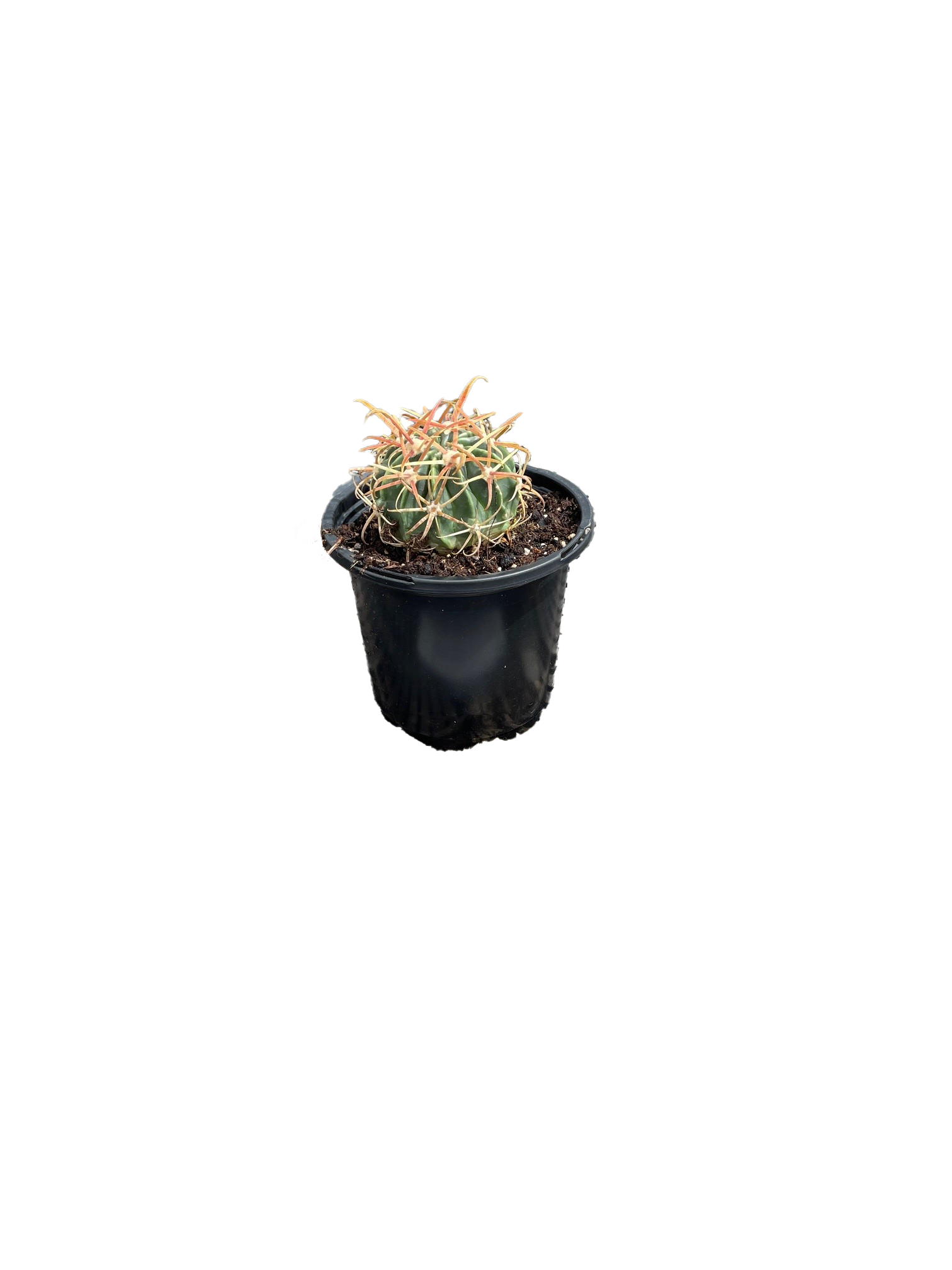 Masson Farms Of New Mexico - Cactus