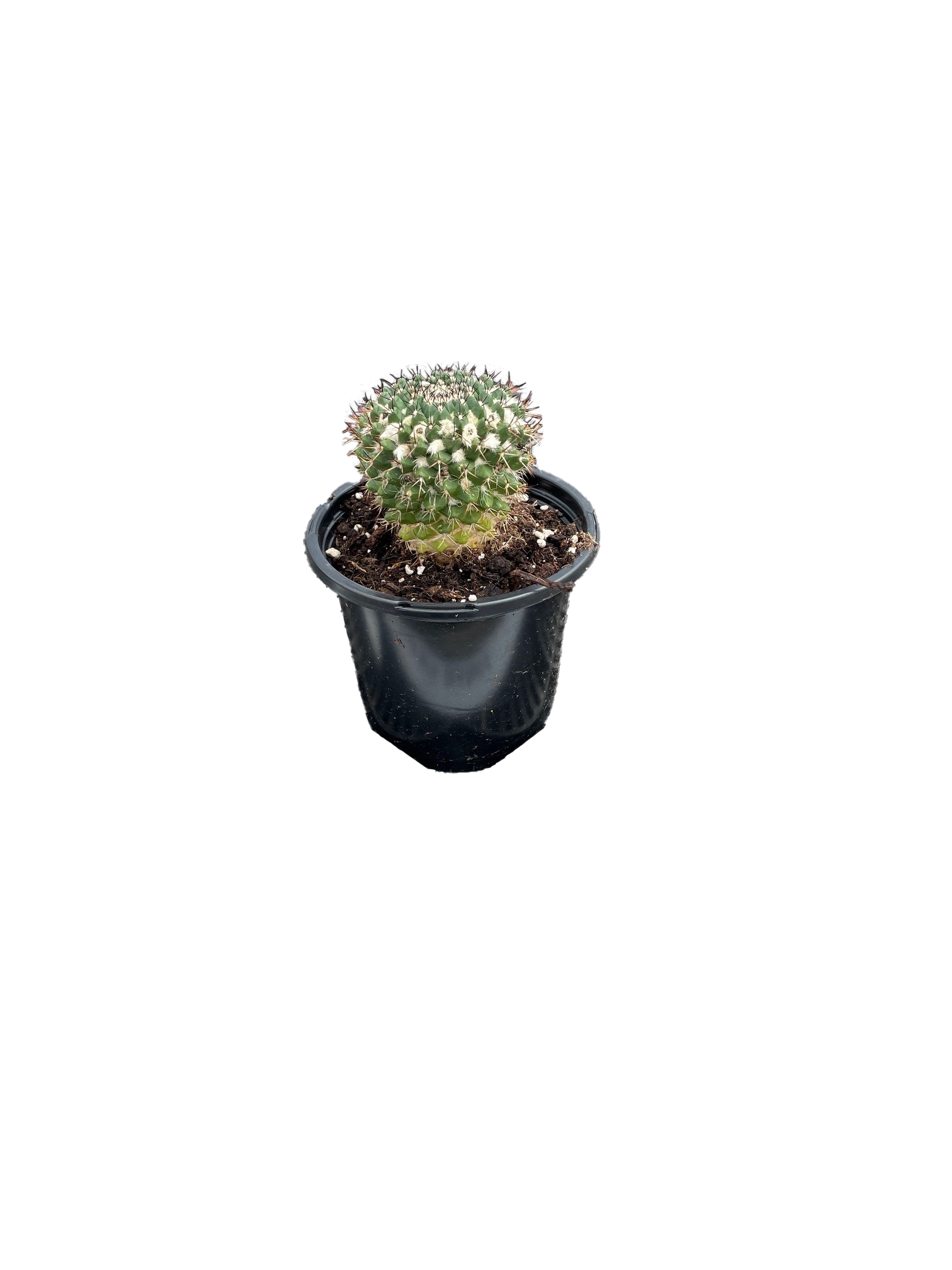 Masson Farms Of New Mexico - Cactus